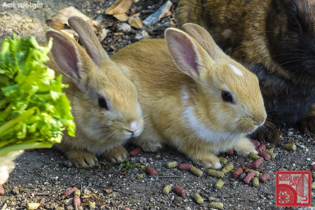 GRAND TOURING: Driving across Japan in a JNC, Day 09 | Japanese ...